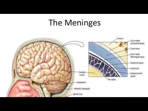HUMAN BRAIN [protective coverings] PART 1 - YouTube