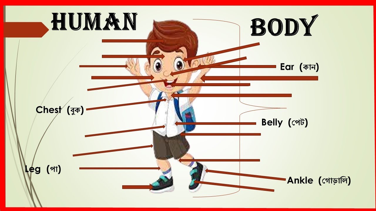 Human body Parts name with picture বাংলা ও ইংরেজিতে মানুষের অঙ্গের নাম ...