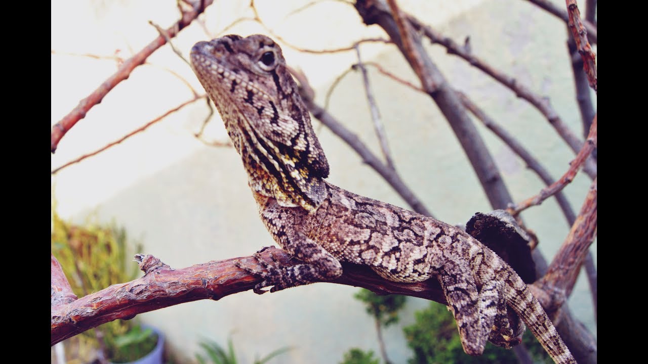 Cuidados del Clamidosaurio (Chlamydosaurus kingii) CUARTO DE REPTILES ...