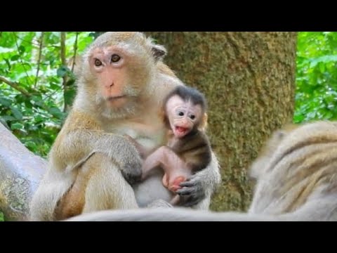 Poor cutie baby Draya Look Stunning & startle when seeing Big Monkey ...