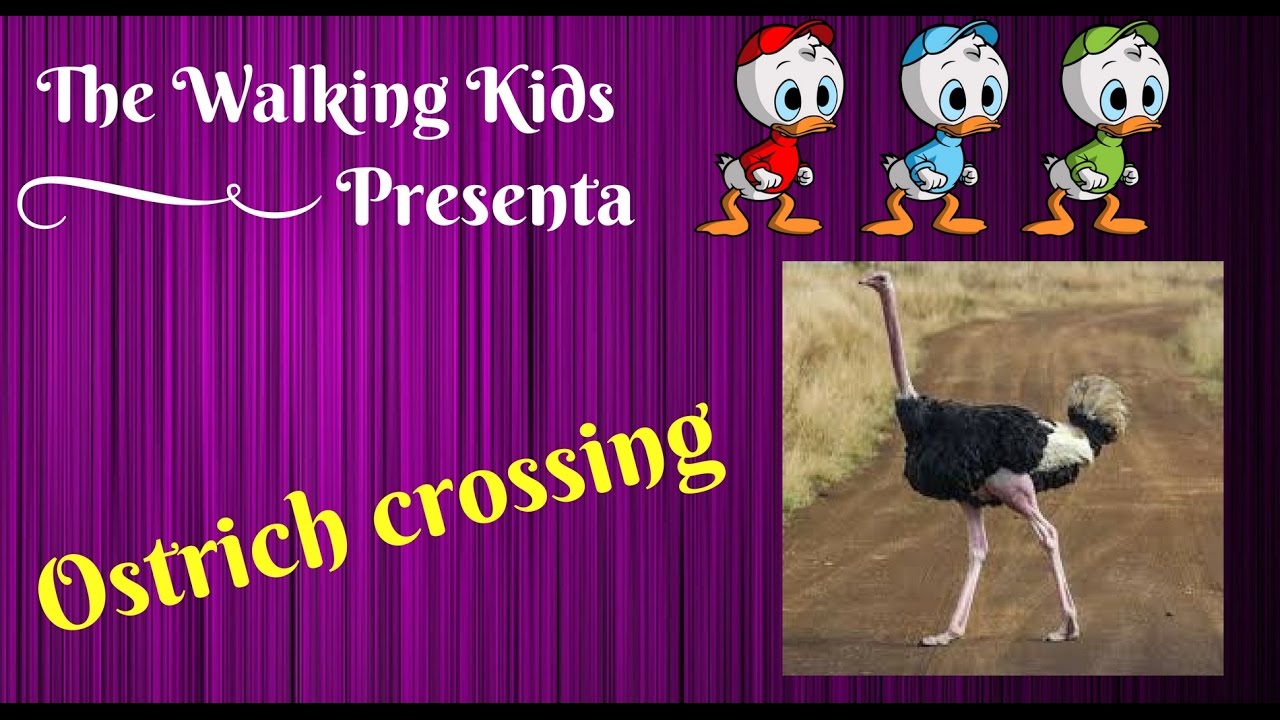female ostrich running live/how fast can ostrich run/ostrich bird in ...
