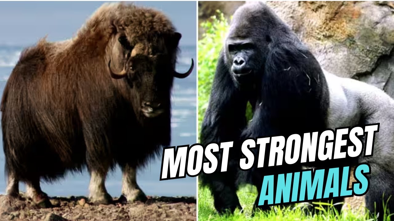 Top 10 Strongest Animals In The World - YouTube