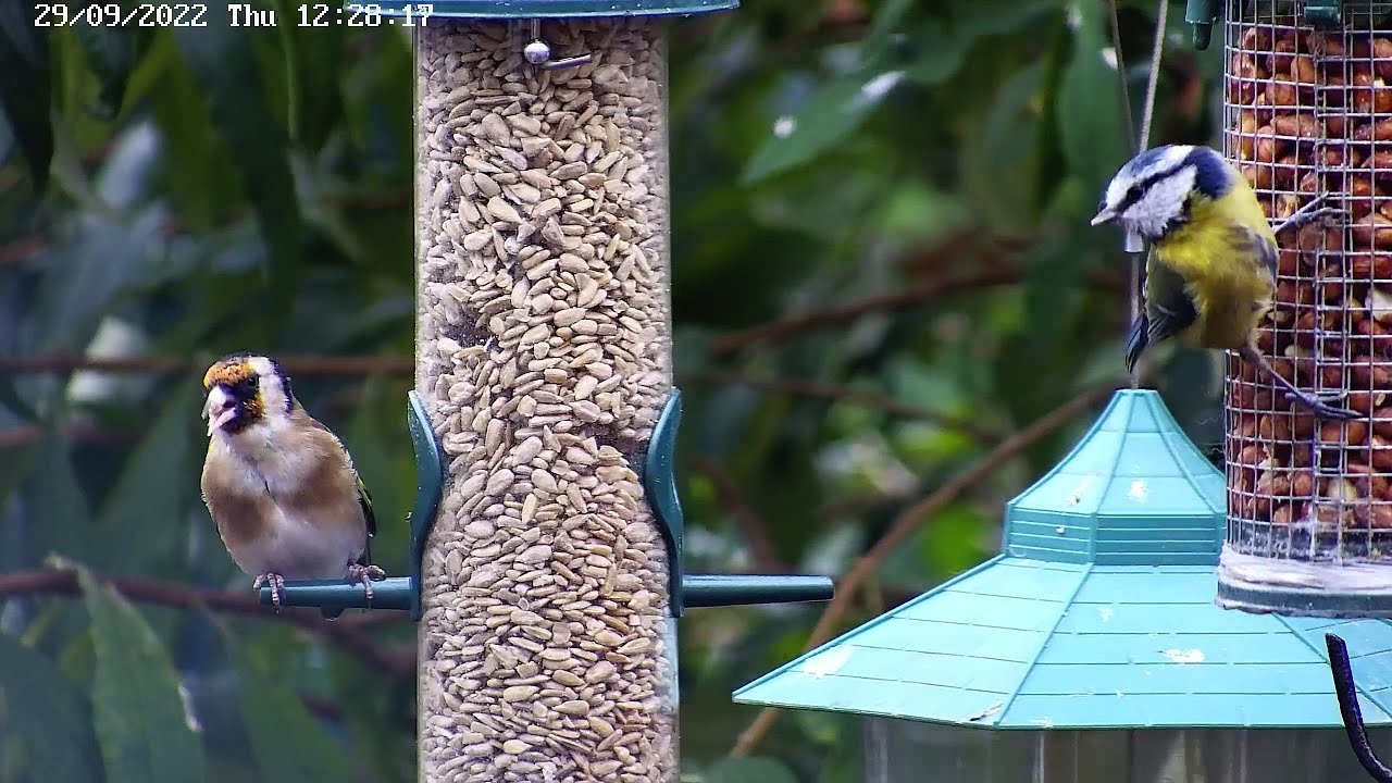 Live Bird Feeding in Rotherham. (03/10/22) - YouTube
