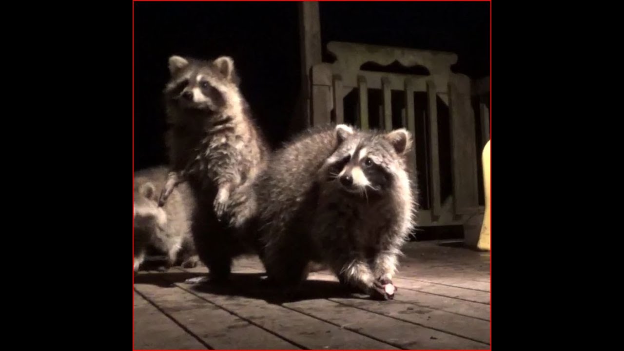 Tuesday Seven Raccoons - YouTube