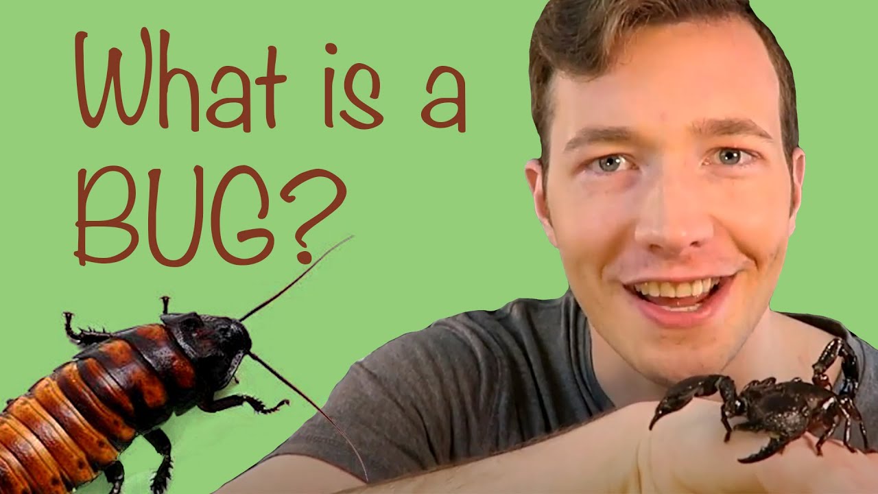 What is a Bug? Buggin' Ep.1 - YouTube