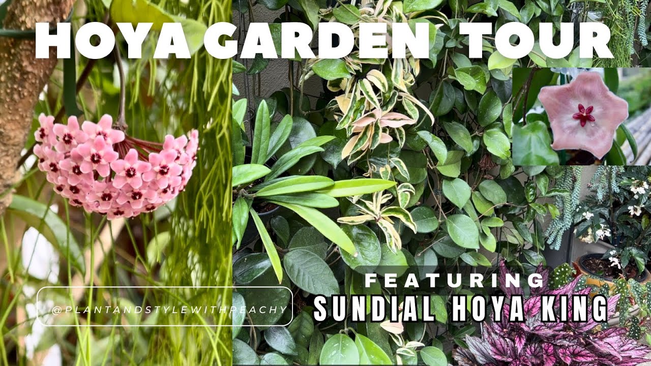 The BEST HOYA GARDEN in the Bay Area! You're welcome. 🌸 - YouTube