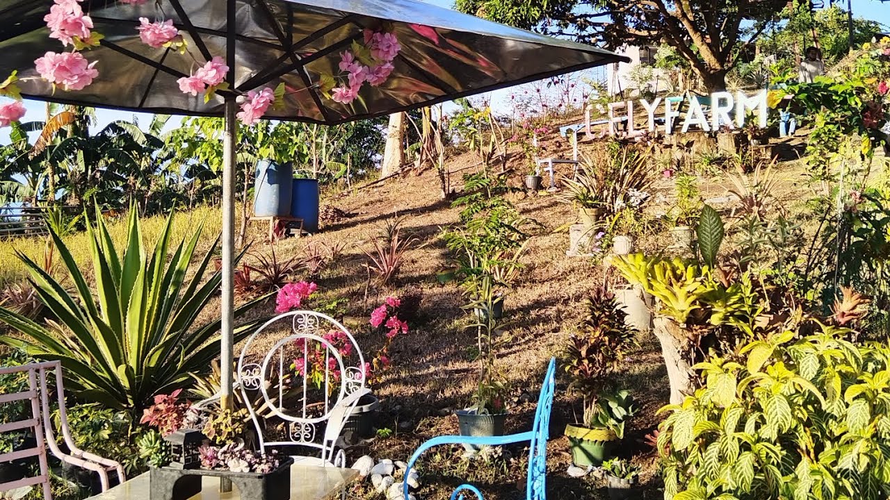 Cely's Farm and Ipo Dam viewing deck at Norzagaray, Bulacan: A scenic ...