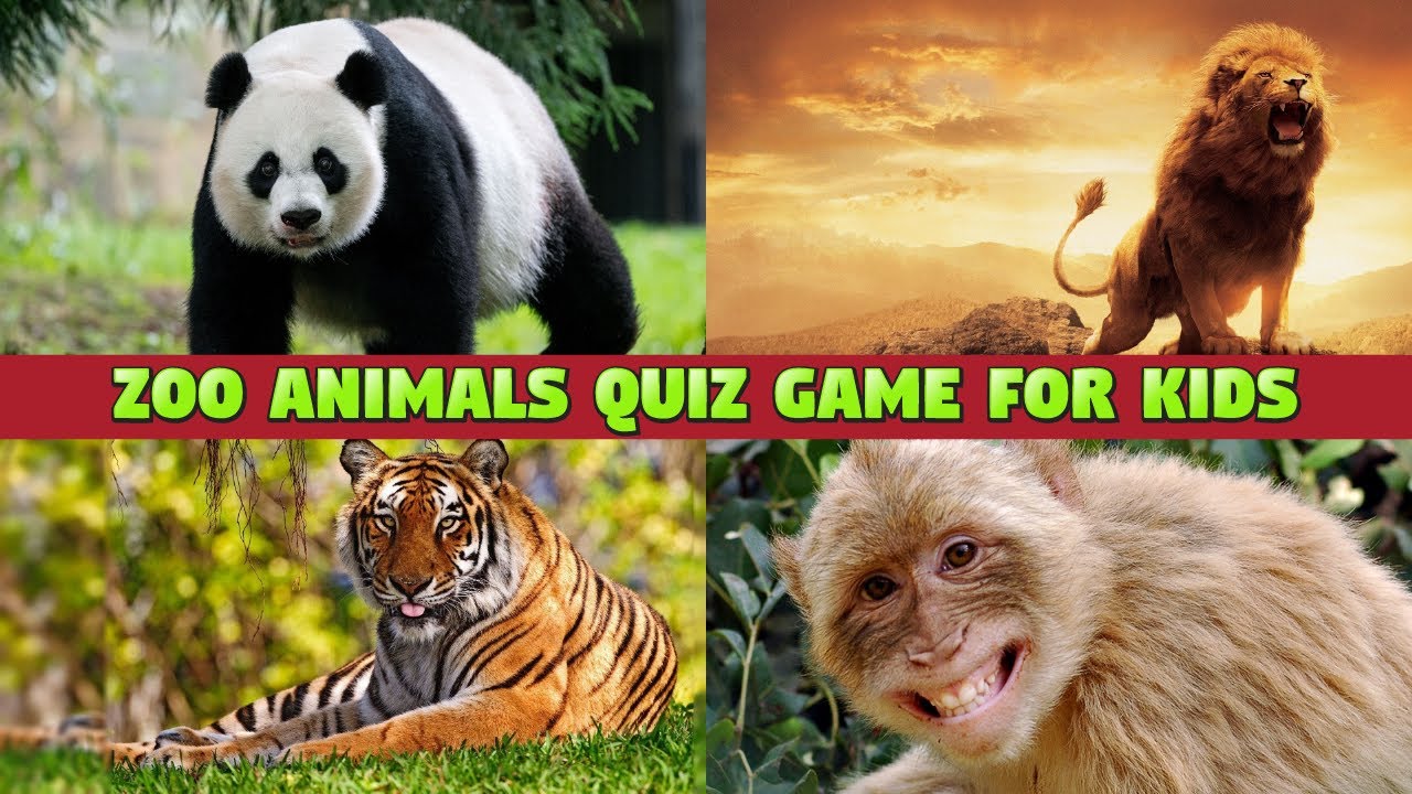ZOO ANIMALS QUIZ GAME FOR KIDS - YouTube