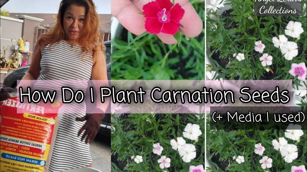 How I Plant Mini Carnation Seeds? (+Media) - YouTube