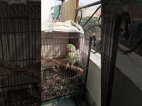 Talking Parrot🦜Sunbathing | Sunbathing | Sunbathe | Sunbathing Talking ...
