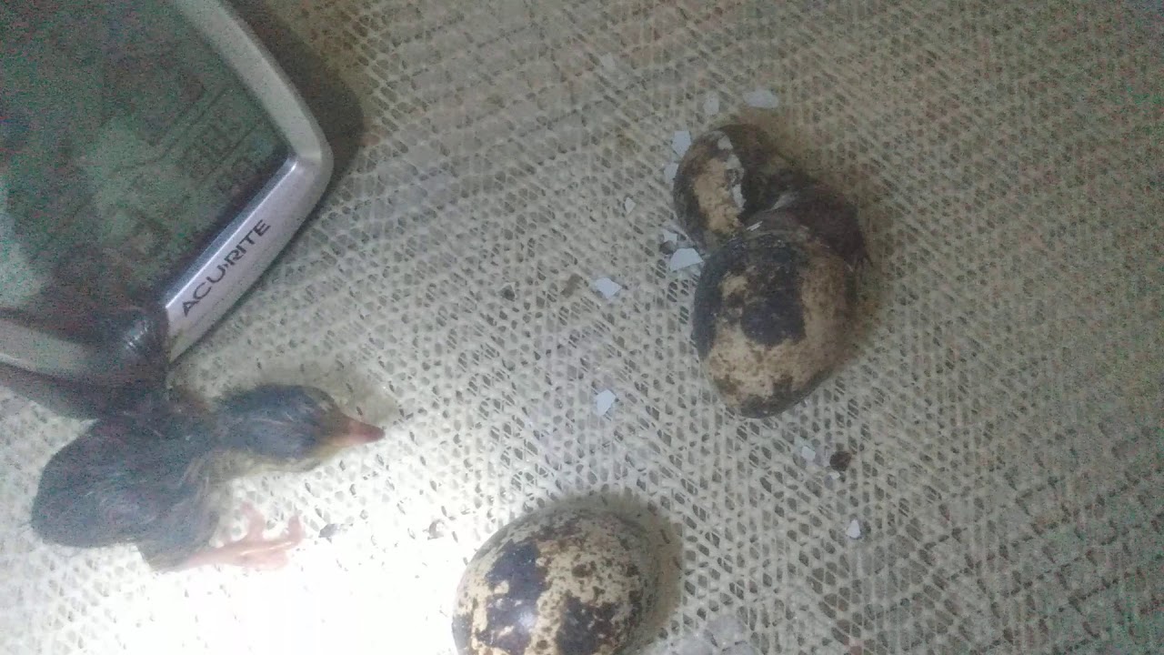Jumbo pharaoh coturnix quail hatching - YouTube