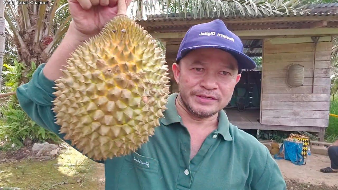 Kutip buah durian lagi || Kpg Mujat Serian - YouTube