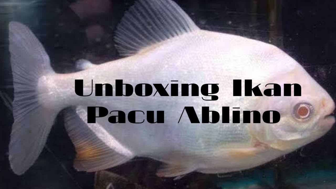 Unboxing ikan pacu albino - YouTube