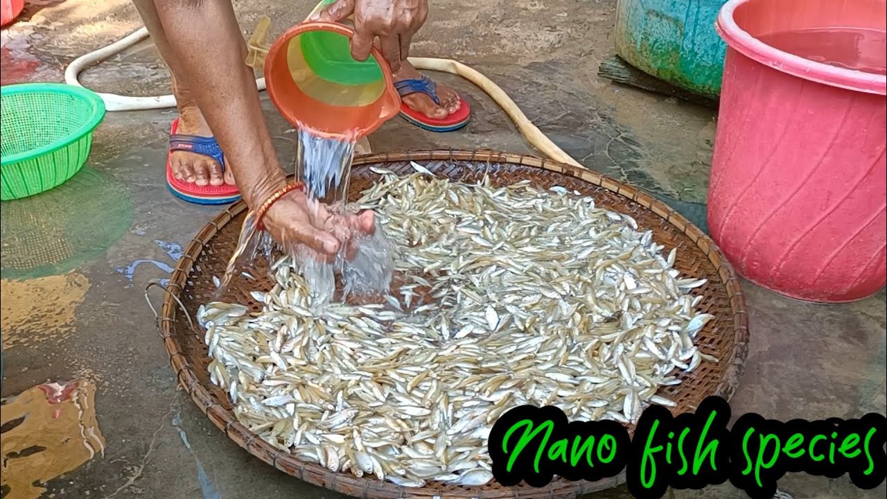 🔥10 million tiny fishes II Rare fish cleaning and cooking in Village # ...