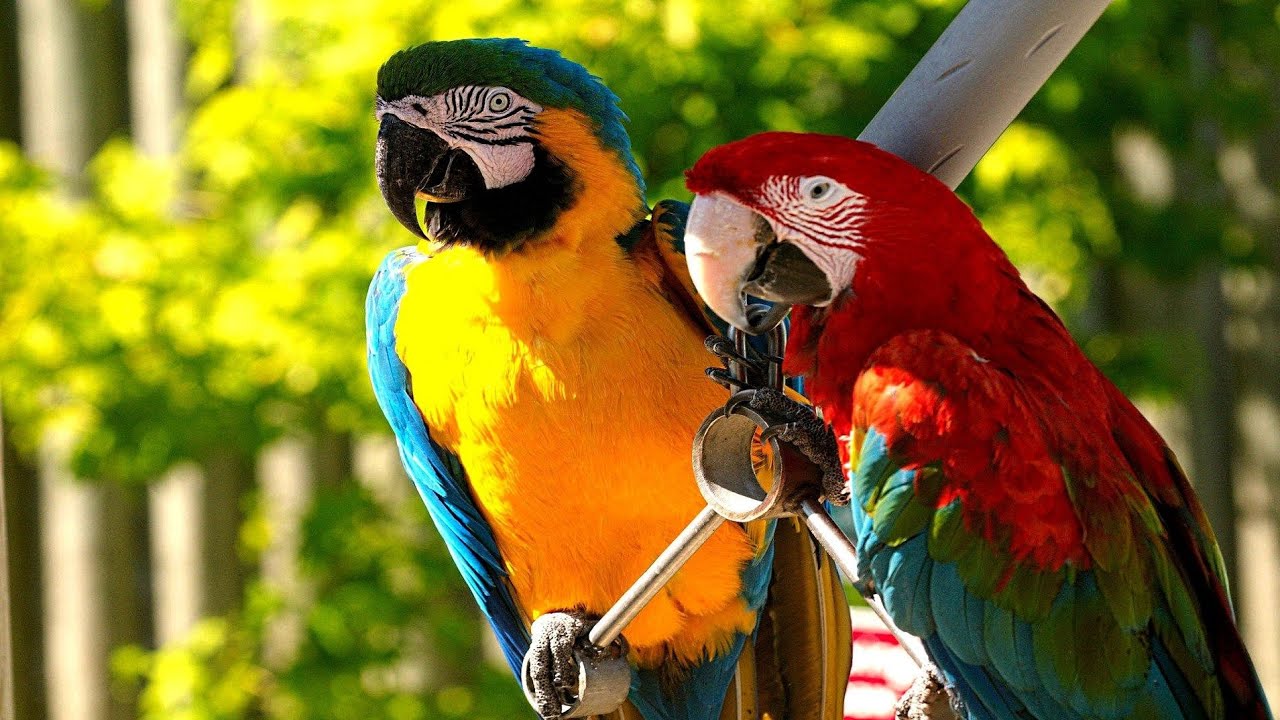 MACOW PARROTS 8K WALLPAPER - YouTube