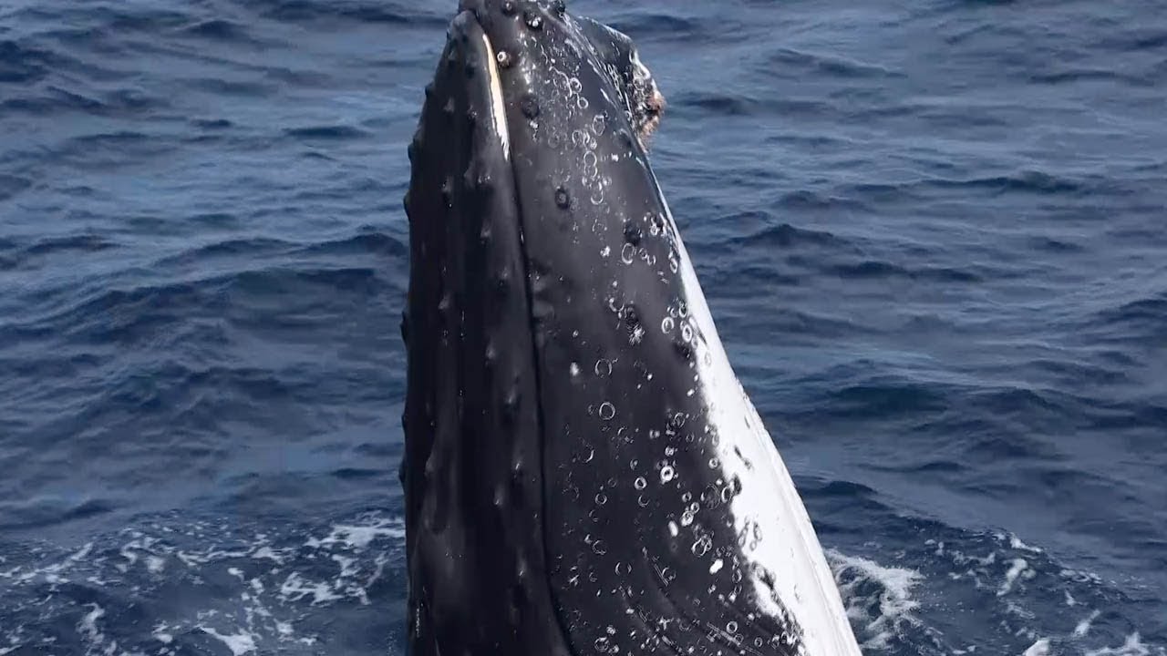 Friendly Whales Play Next To Boat - YouTube