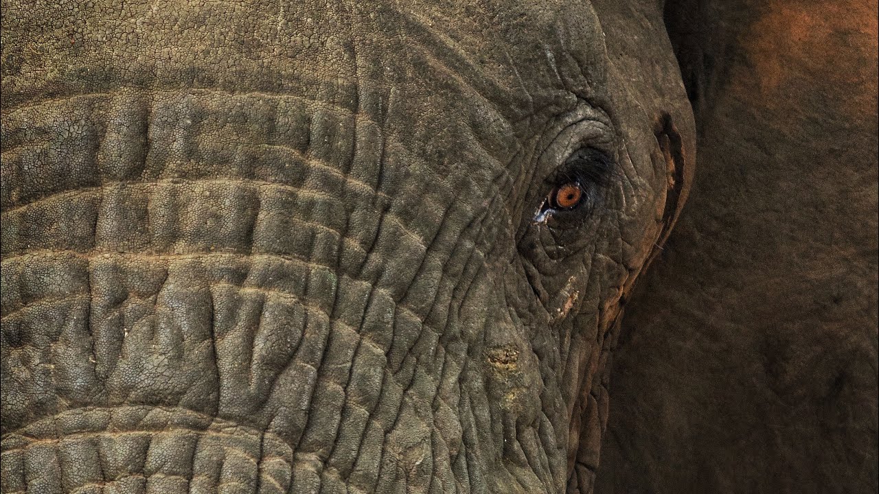 Elephant collaring in the zambezi valley. - YouTube