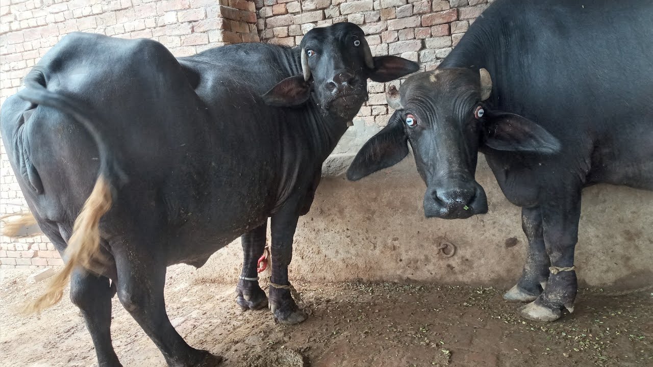 pure blue bread Anmol buffalo for sale 18/7/2022 ( 03045544153 ) - YouTube