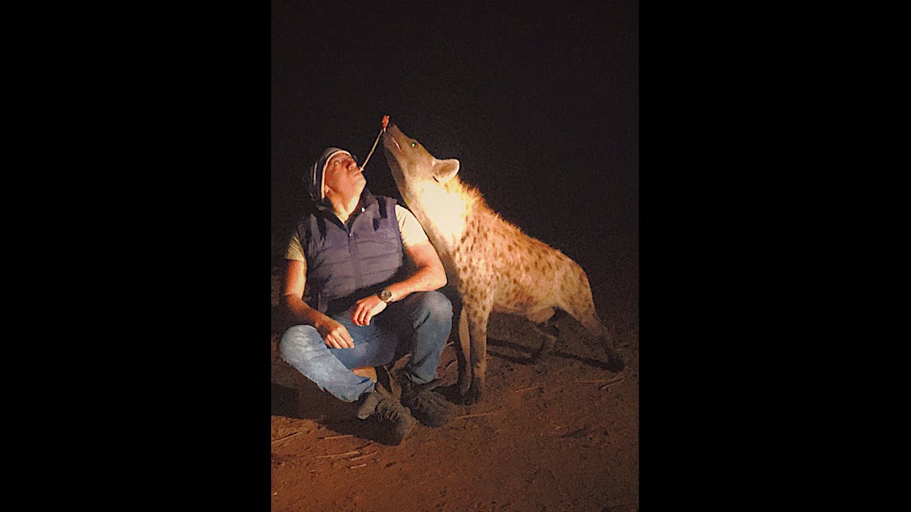 The glowing eyes of spotted hyenas.. humans vs hyenas.. Harar, Ethiopia ...