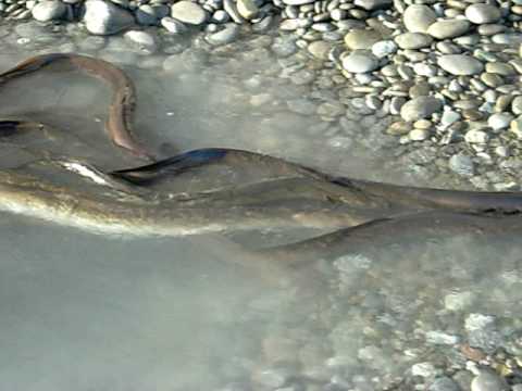 Birdlings Flat NZ EELS - YouTube
