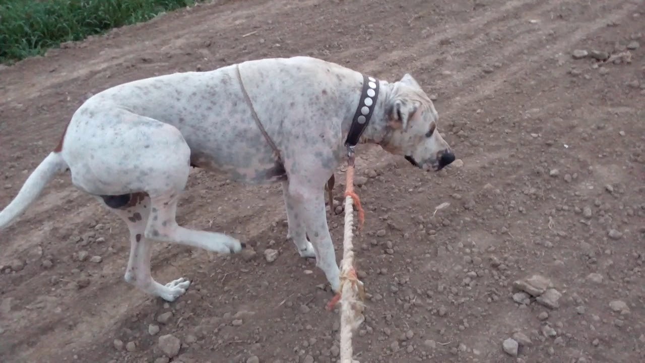 Wild Boar Hunting with dogs Action compilation part 3 - YouTube