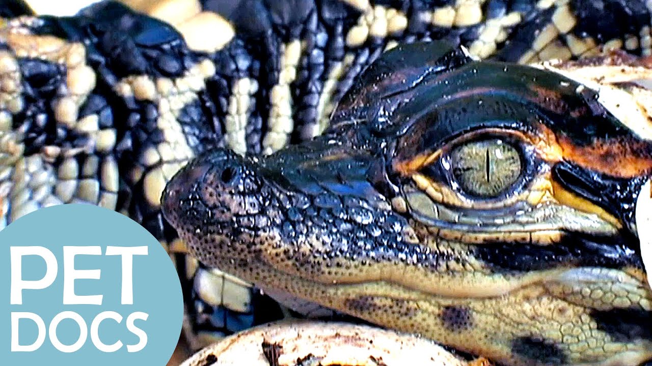 How Crocodiles See The World | My Animal Friends | Pet Docs - YouTube