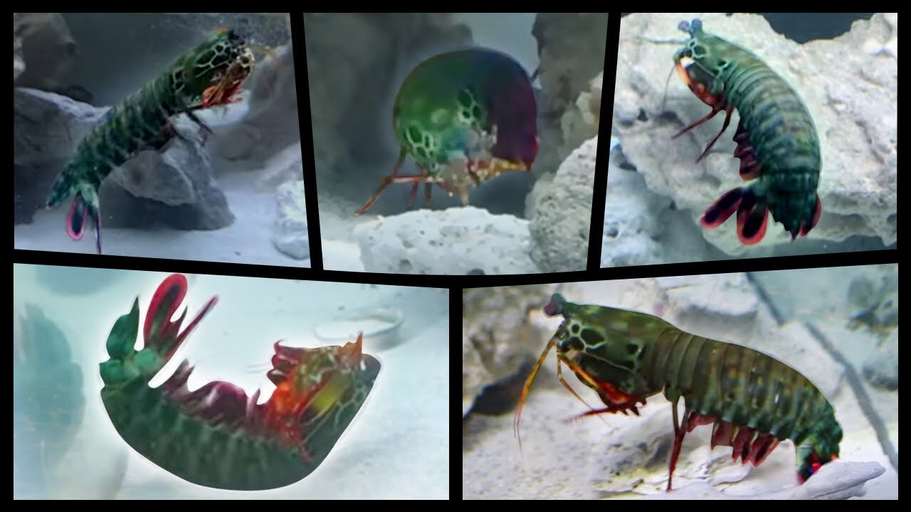 Giant Mantis Shrimp Tales - YouTube