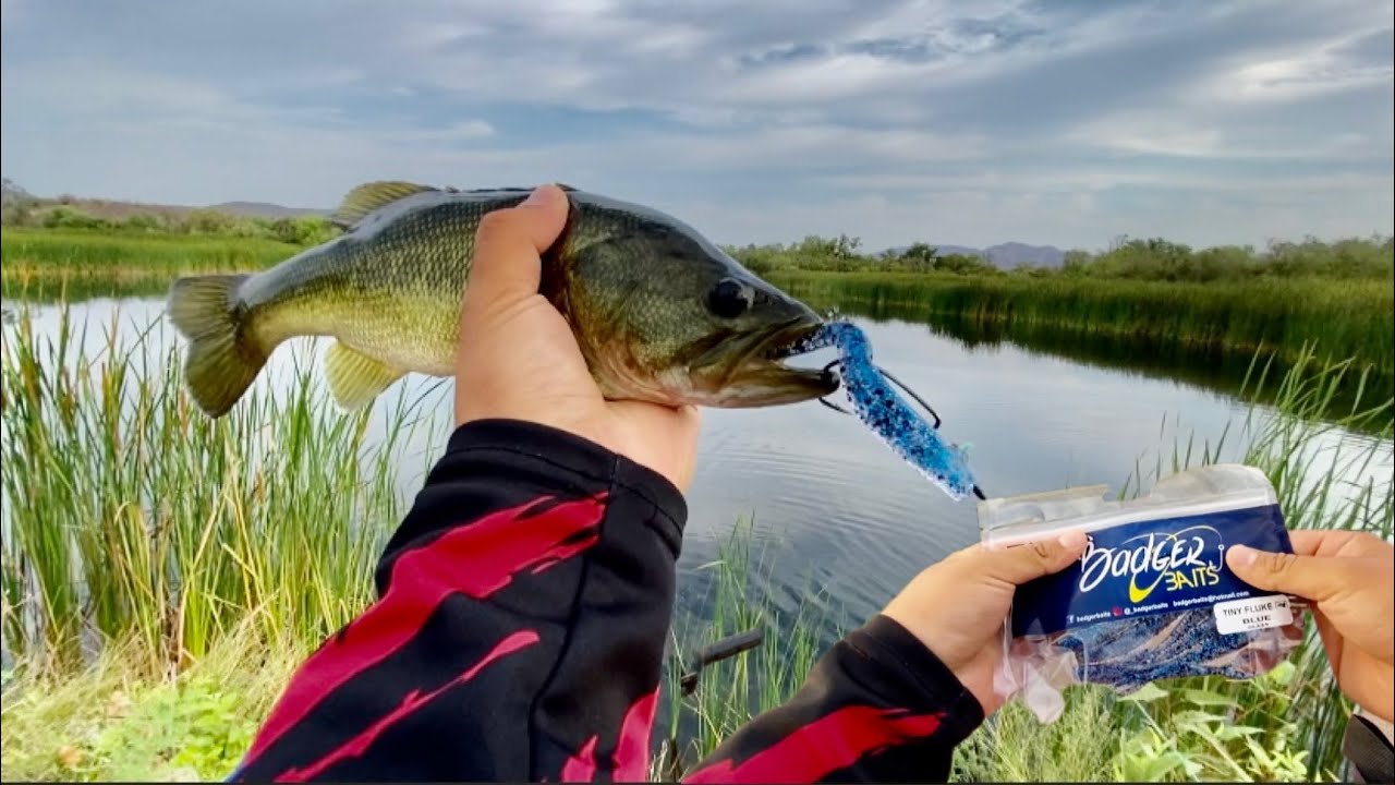 Pesca con TINY FLUKE// Badger Baits - YouTube