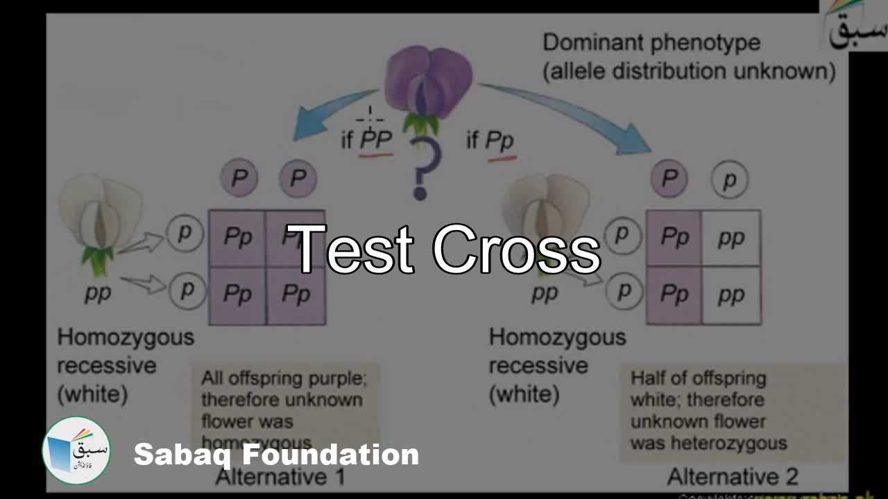 Test Cross Biology Lecture Sabaq pk YouTube test-cross-biology-lecture-sabaq-pk-youtube