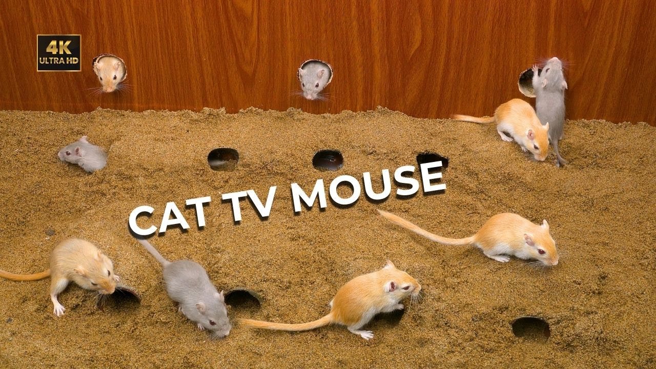 Cat TV 🐾 Mice Hide & Seek and Playing on Screen fun | Video for cats to ...
