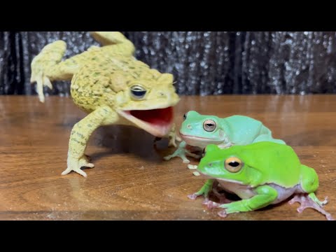The anger management is not working！The toad gets angry at the frogs.  (frog and toad)