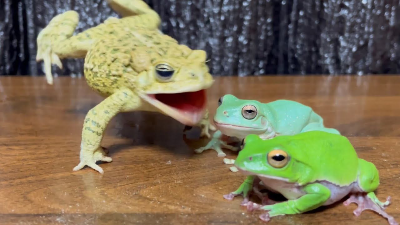 The anger management is not working！The toad gets angry at the frogs ...