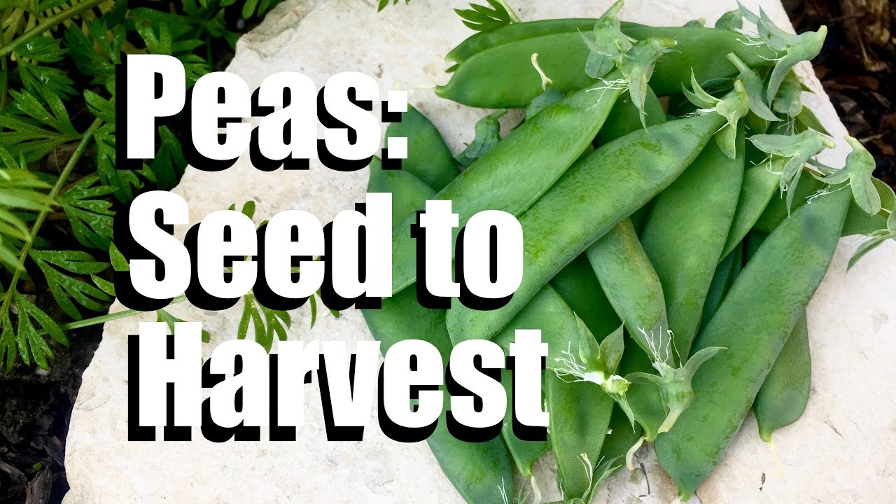 How to Grow Peas from Seed to Harvest // Gardening Coast2Coast #1 - YouTube