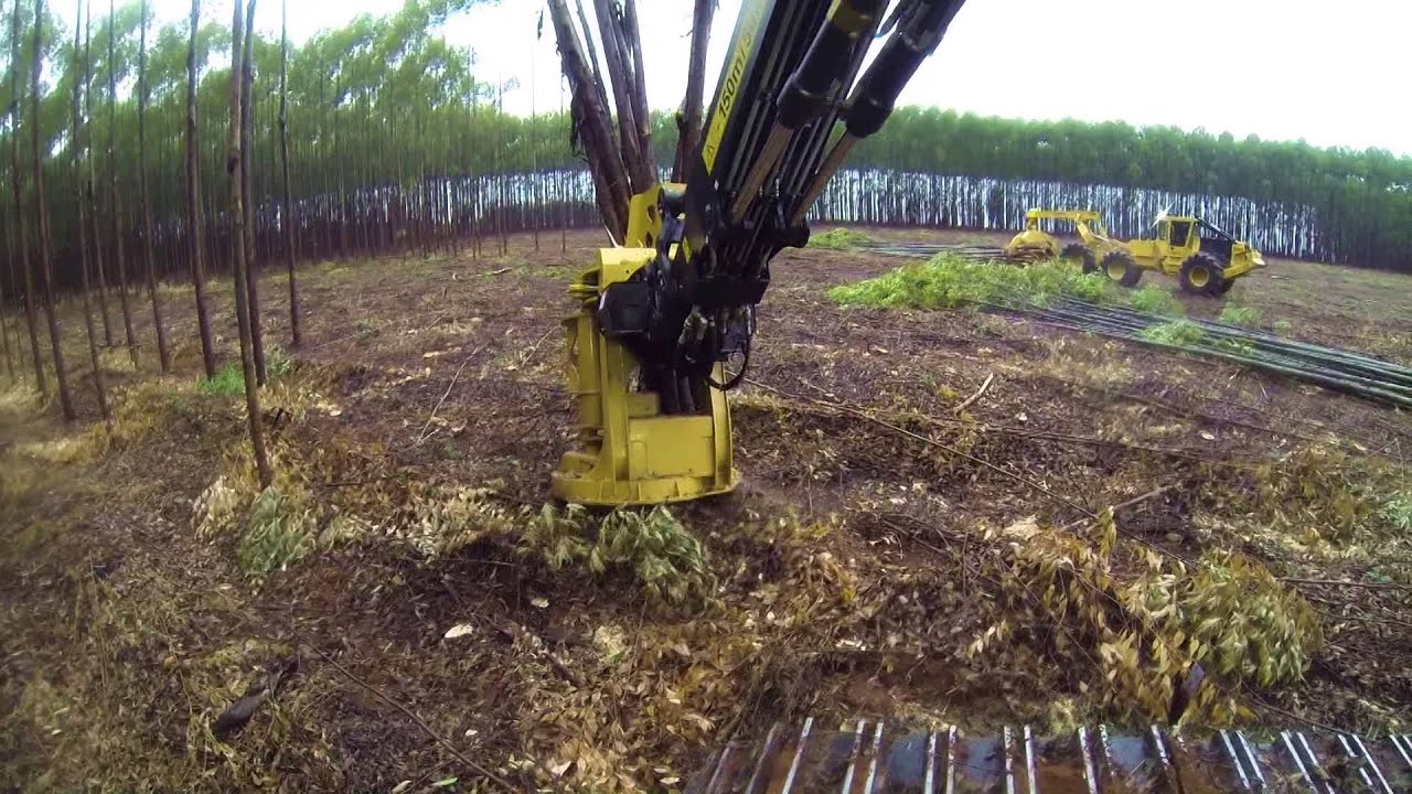 Tigercat full-tree eucalyptus system - YouTube