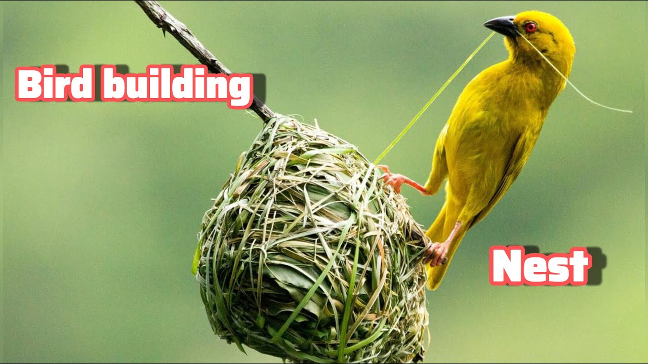 Bird building nest | 4K video | Animal lover AL - YouTube