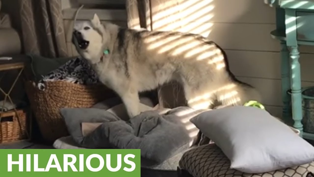 Dramatic husky is extremely vocal about walk - YouTube