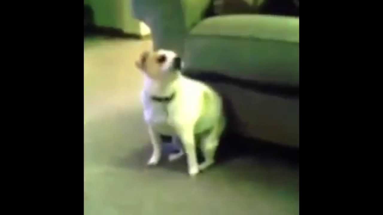 Wop Dog - YouTube