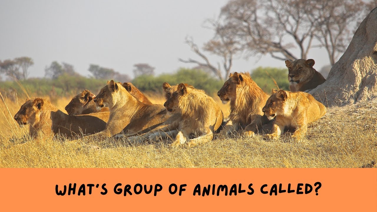 What’s a Group of Animals Called? - YouTube