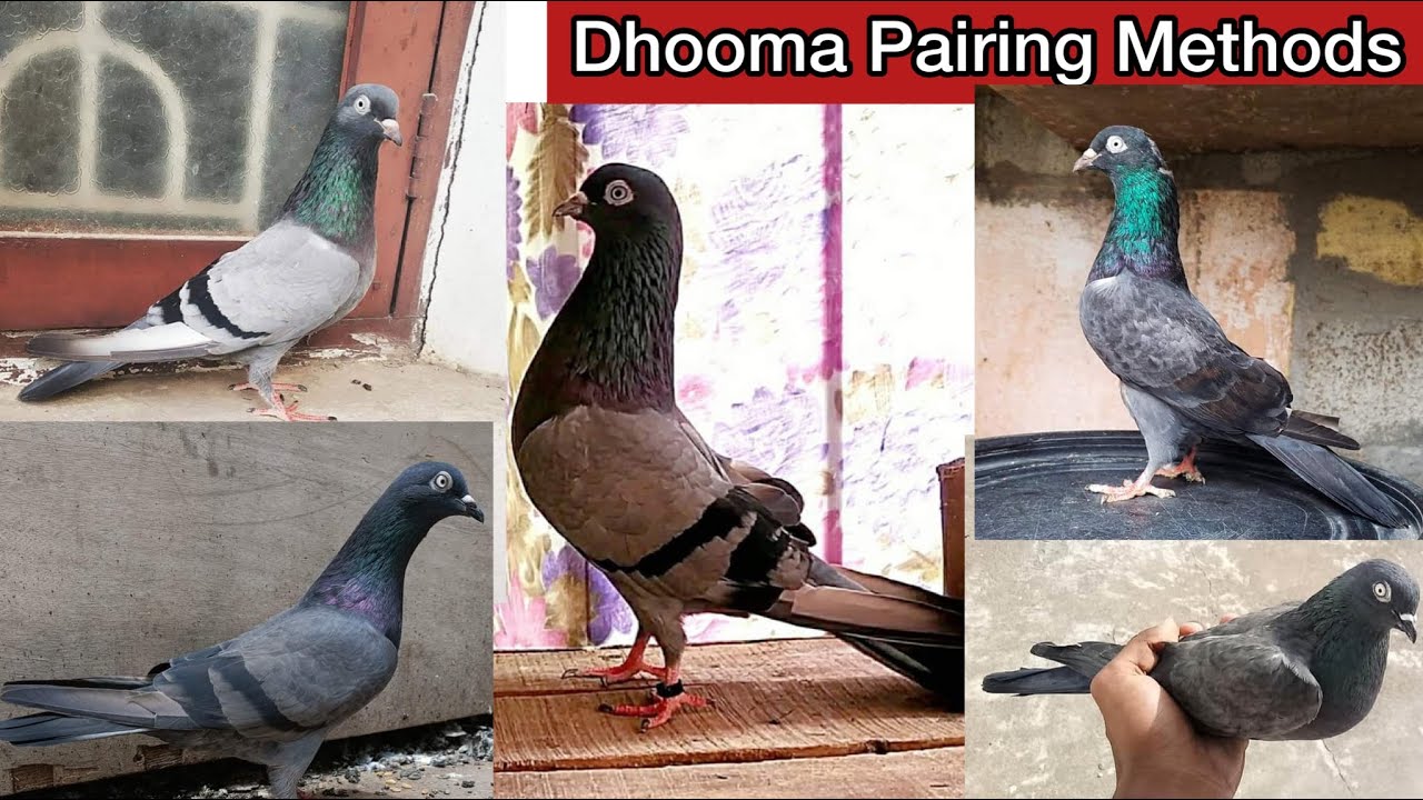 Karna Pura - Dhooma pairing Methods - Must Watch - Beginners- தமிழ் ...