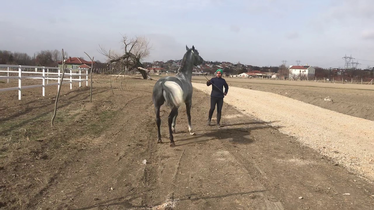 ARAP ATI - AT PAŞASI - YouTube