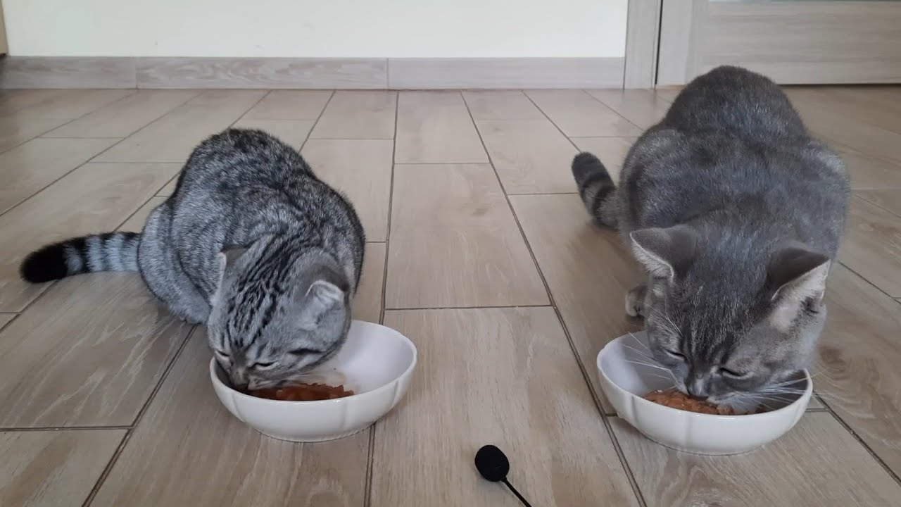 ASMR Hungry kittens eat food | Watch with sound - YouTube