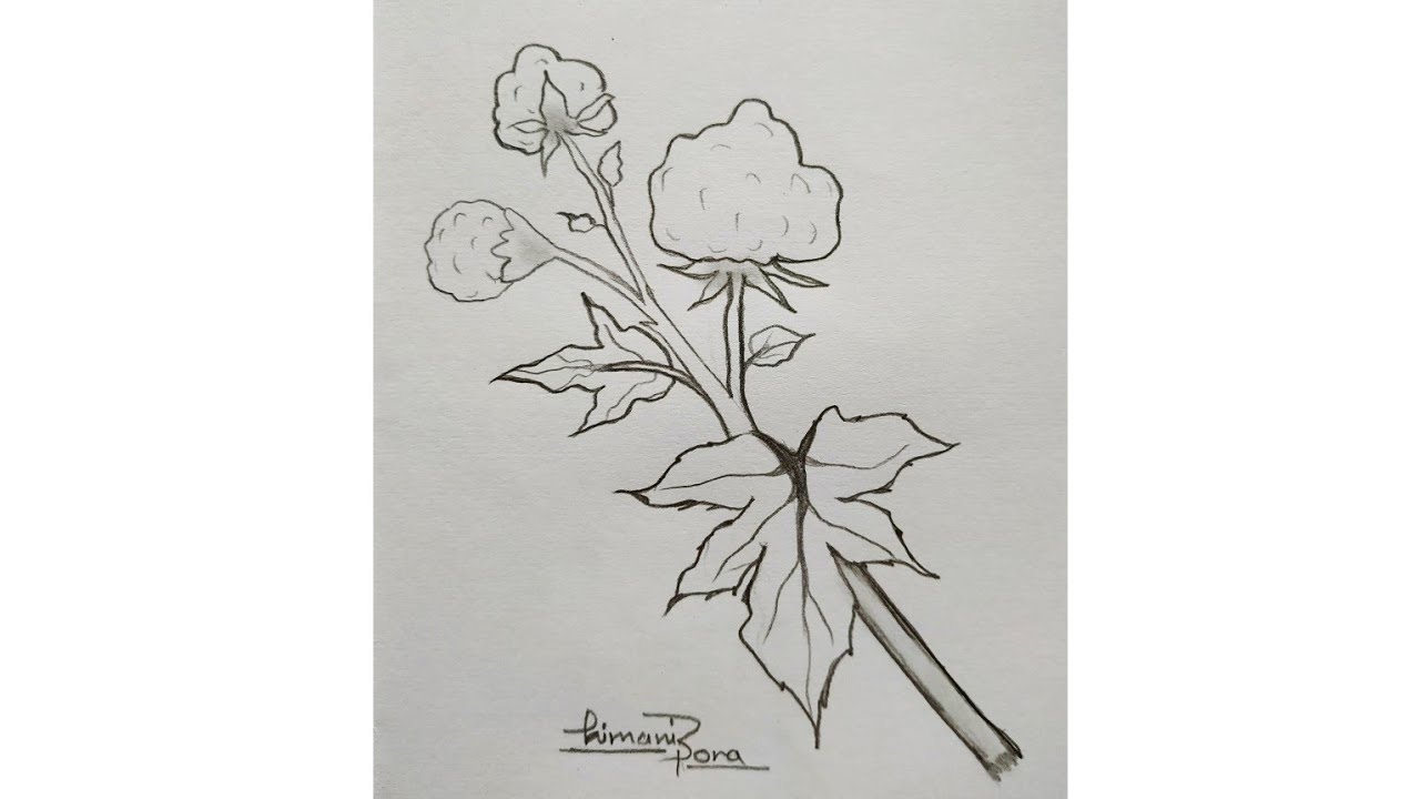How To Draw Cotton Plant Easy