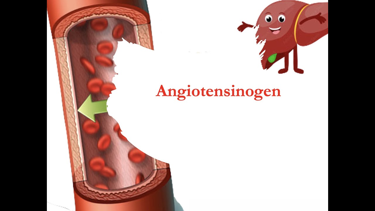 Angiotensinogen with Practice Qs - YouTube