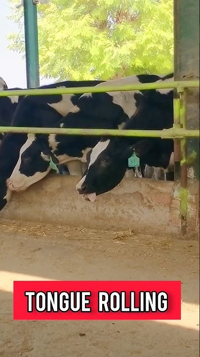 Tongue Twisters #animal #farming #shorts - YouTube
