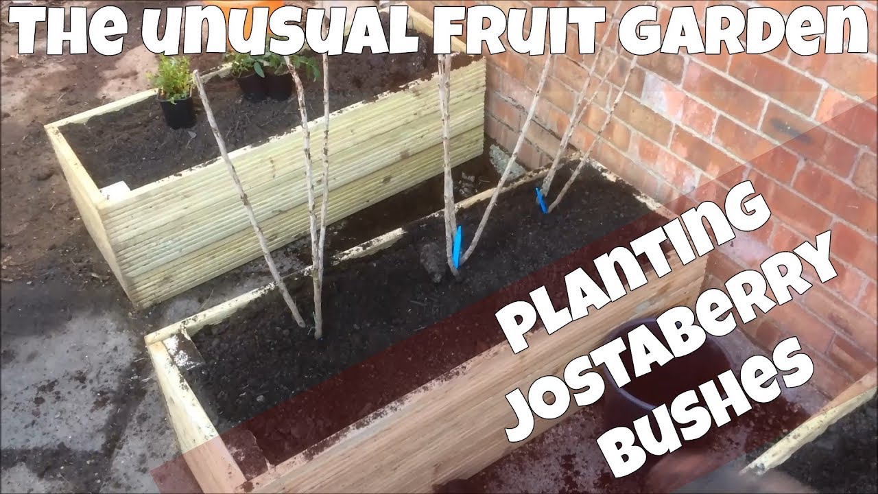 Planting & Growing Jostaberry Bushes In Garden Raised Bed Planters ...