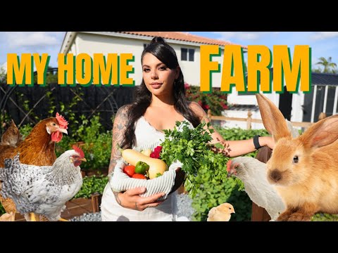 Harvesting My First Squash & Crazy Chicken Drama! 🥒🐔