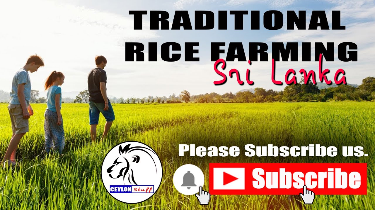 THE PADDY FIELD (KUMBURA) AND TRADITIONAL RICE FARMING IN SRI LANKA ...