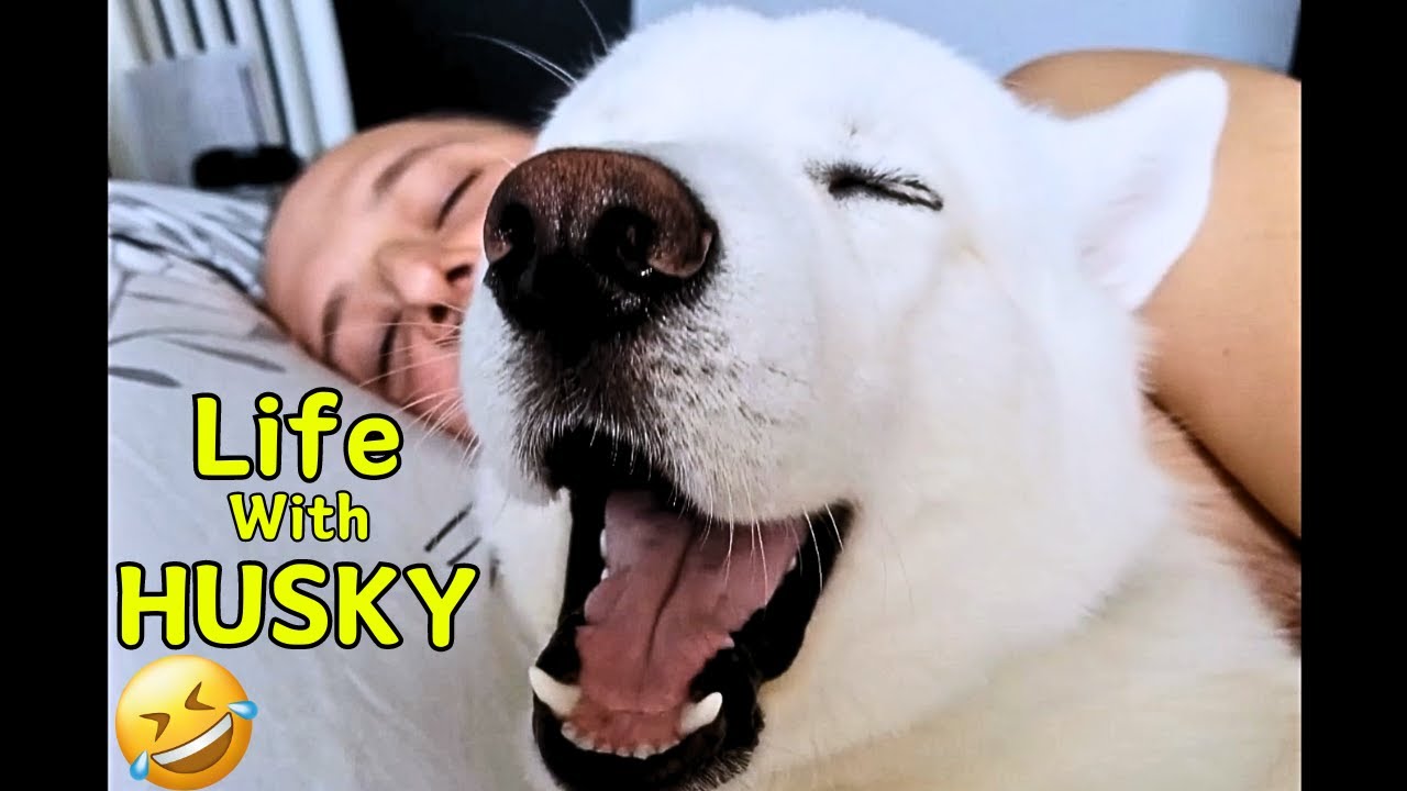 How to Live with a Husky?🤣 Husky Howls and Funny Moments😊 Crazy Husky🙃 ...