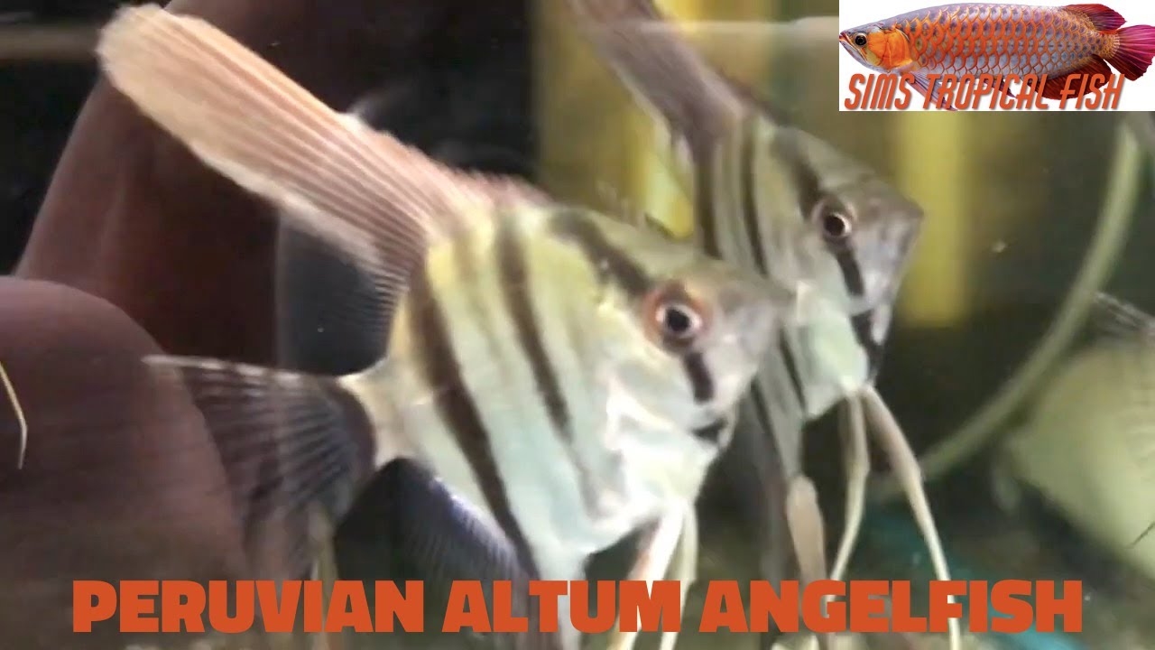 Sims Tropical Fish - Peruvian Altum Angelfish - YouTube