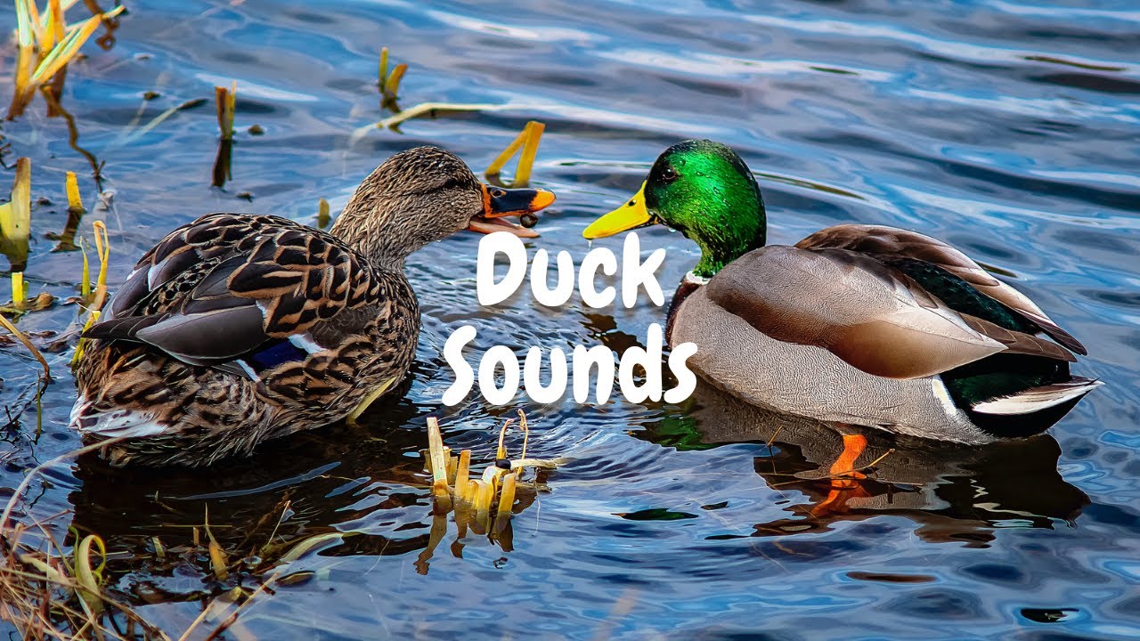Duck Sounds | Quacking Sound of Duck - YouTube